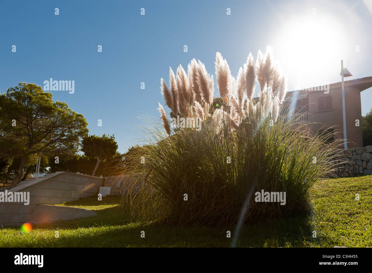 Grass high resolution hi-res stock photography and images - Alamy