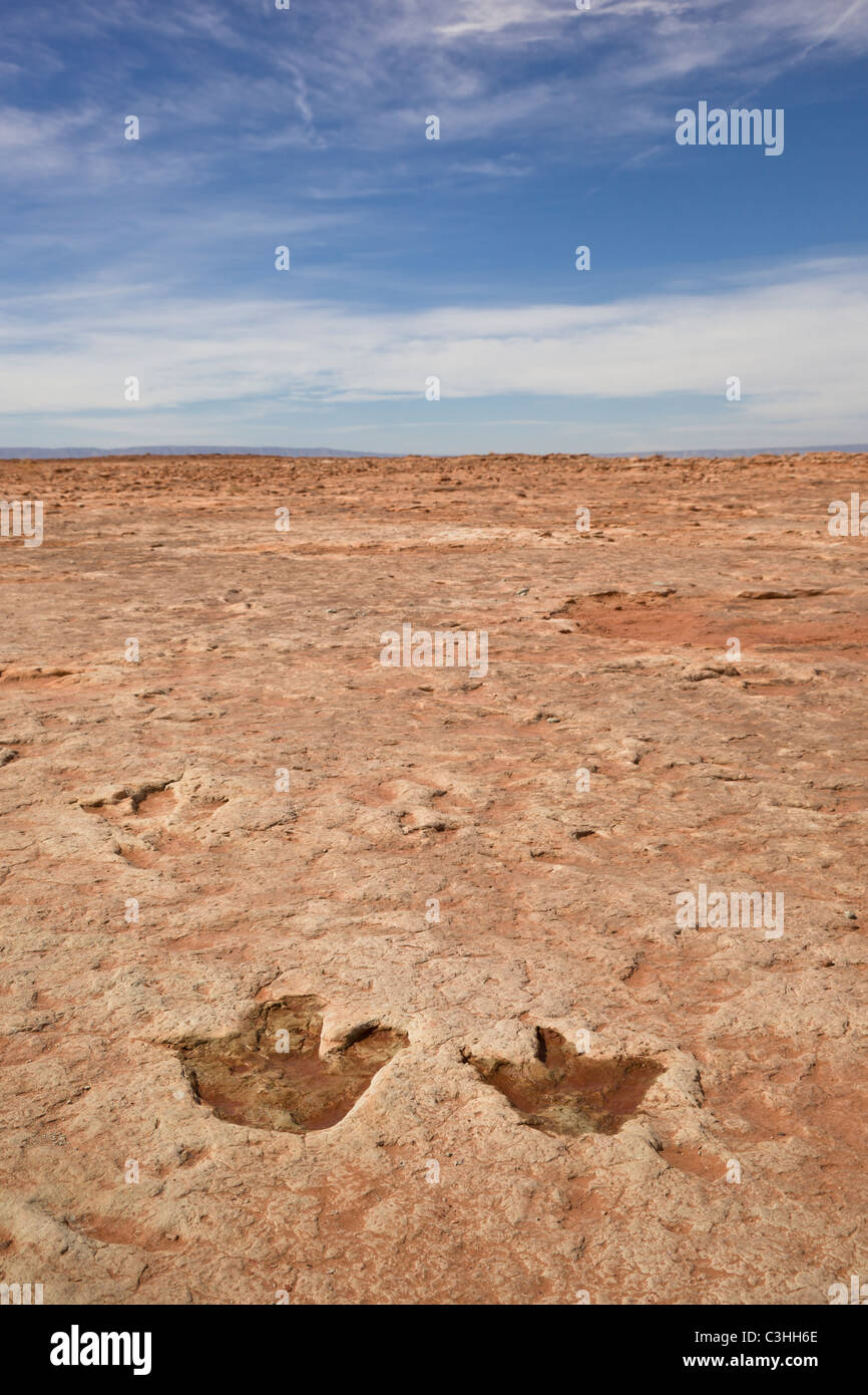 Therapod tracks hi-res stock photography and images - Alamy