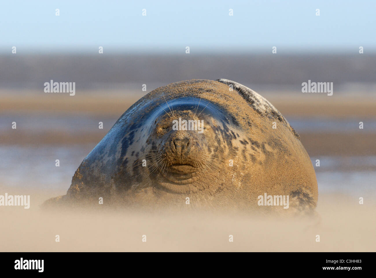 Female grey seal hi-res stock photography and images - Alamy
