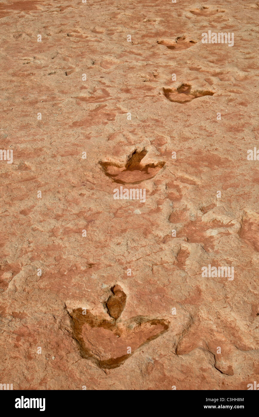 Fossilized footprint hi-res stock photography and images - Alamy