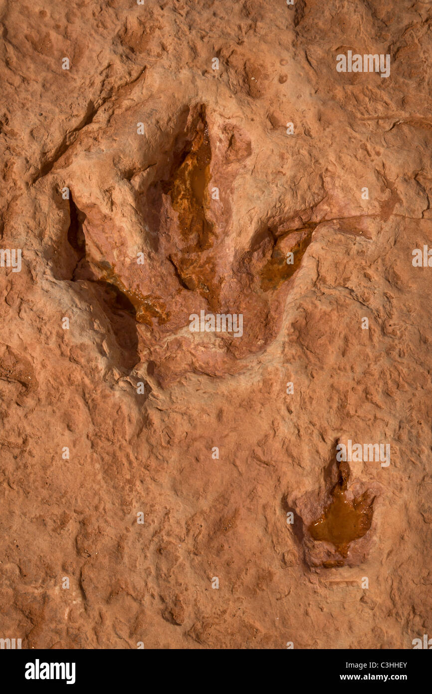 Pair of early Jurassic Therapod tracks, mother and young Dilophosaurus ...