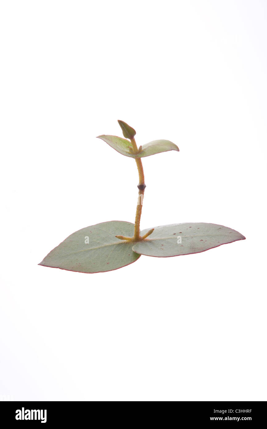 Leaf type hi-res stock photography and images - Alamy