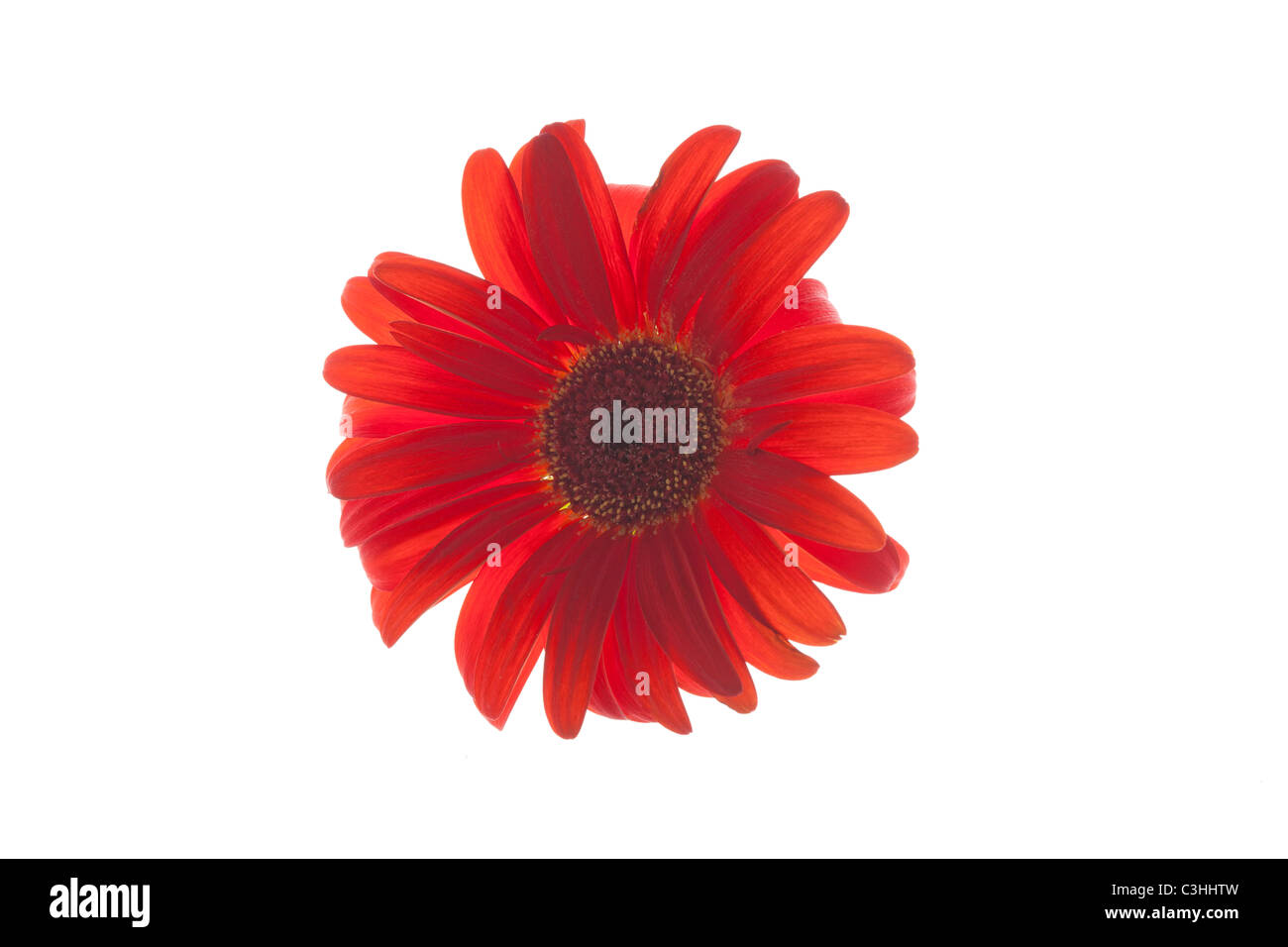 Flower daisy nature Cut Out Stock Images & Pictures - Alamy
