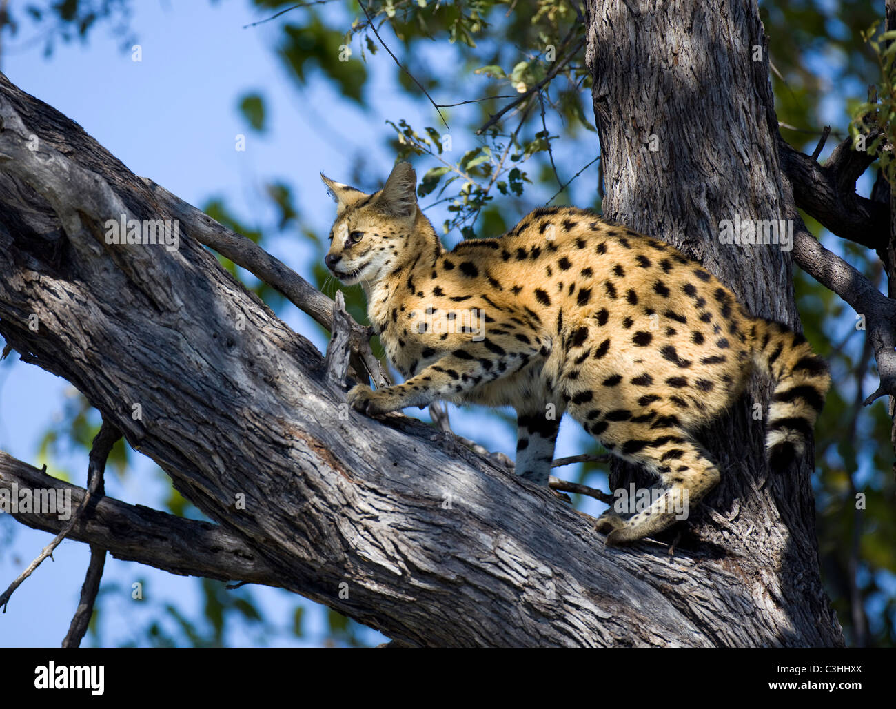 Serval (Leptailurus serval), auf einem Baum, Moremi Wildreservat ...
