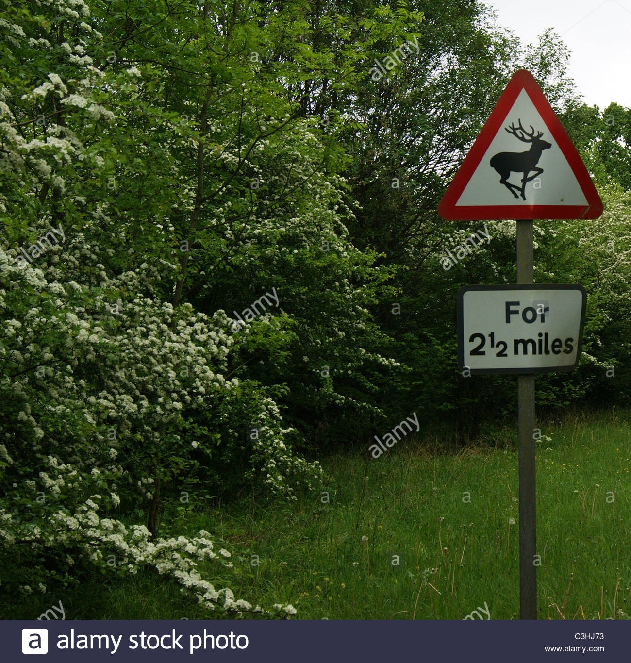 Deer Road Sign Stock Photos & Deer Road Sign Stock Images - Alamy