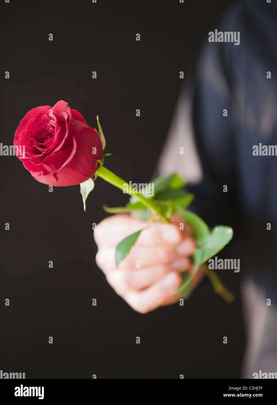 Hand holding red rose Stock Photo - Alamy