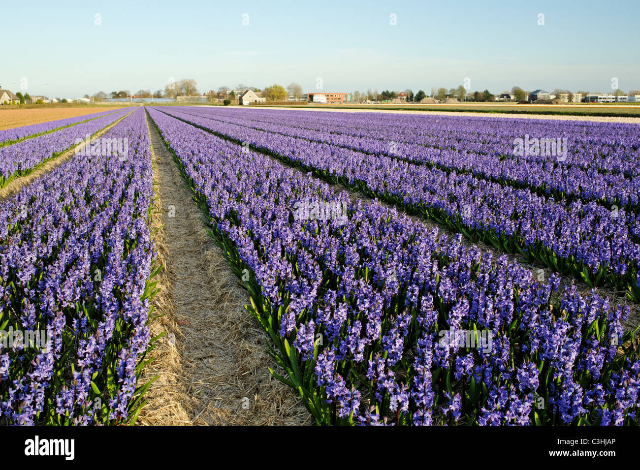 Tulip and Hyacinth Flower Fields in Holland, The Netherlands. A major ...