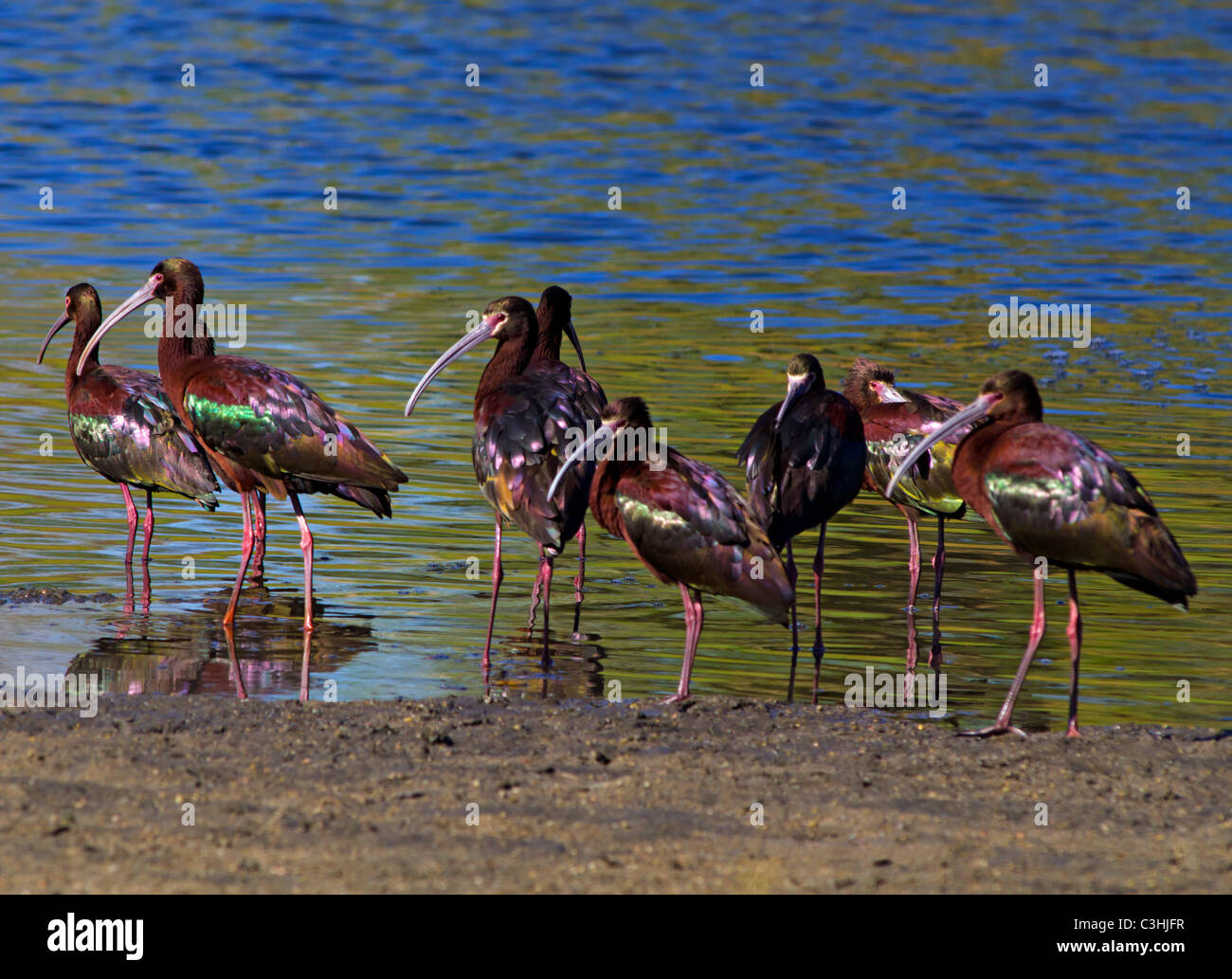 White faced ibis side view hi-res stock photography and images - Alamy