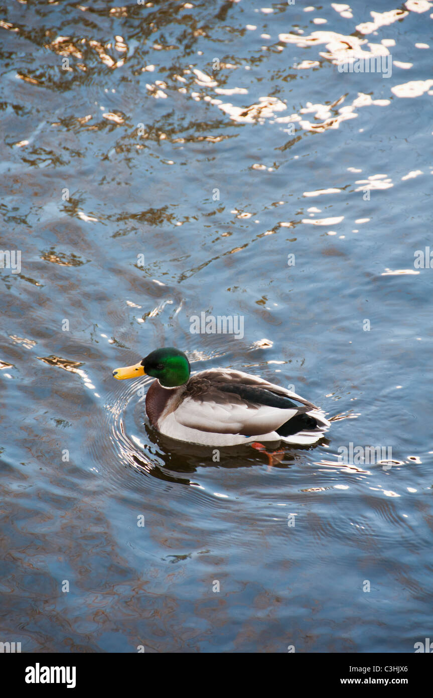 Mallard Duck on lake Stock Photo - Alamy