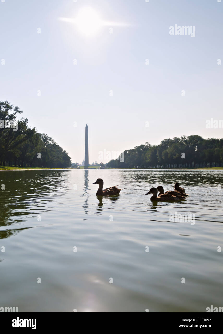 USA, Washington DC, ducks on Reflecting Pool Stock Photo - Alamy