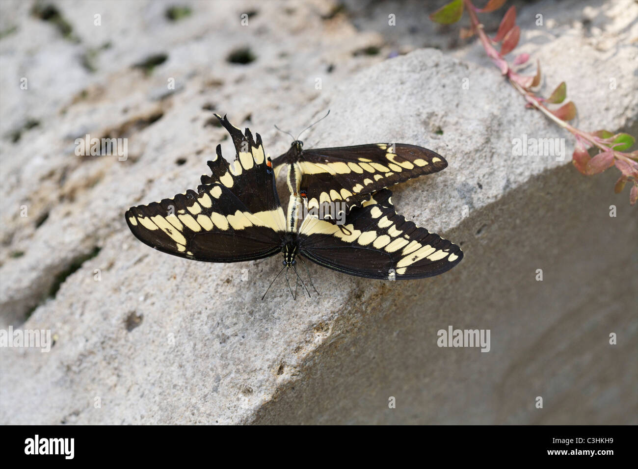 Giant Swallowtail Butterflies (Papilio cresphontes) are mating on a ...