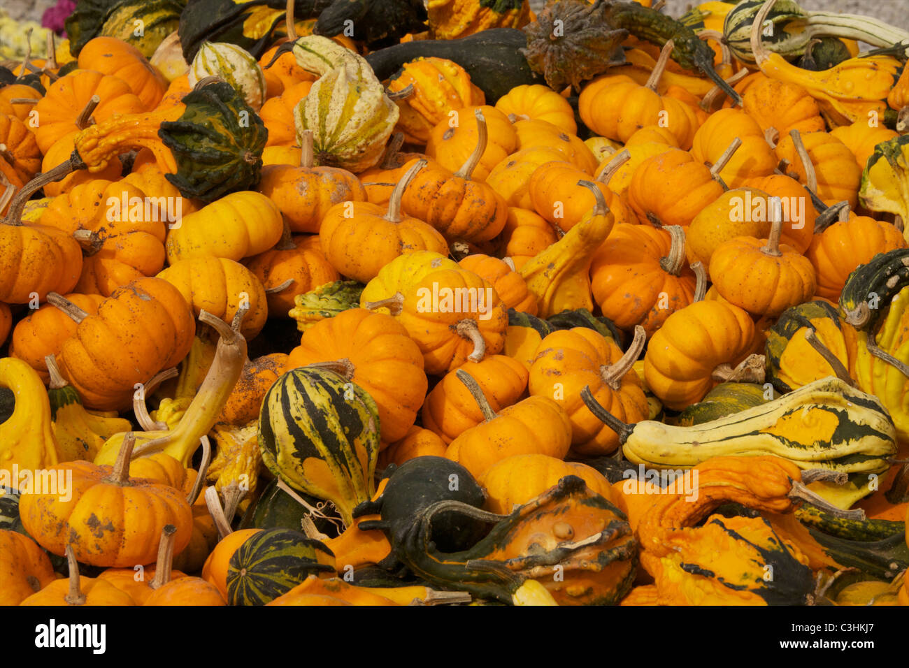 A group of several types of Autumn gourds Stock Photo - Alamy