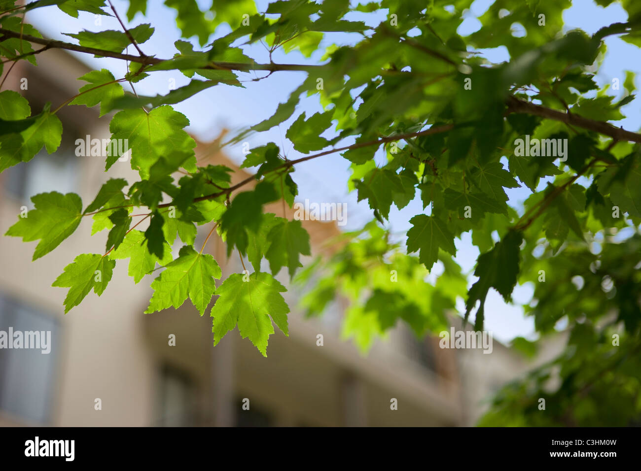 Low angle view of Plane tree branch Stock Photo - Alamy