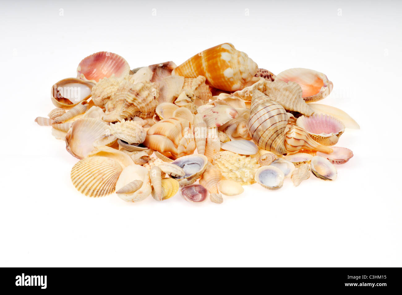 A pile of a variety of many seashells on white background, cutout Stock ...