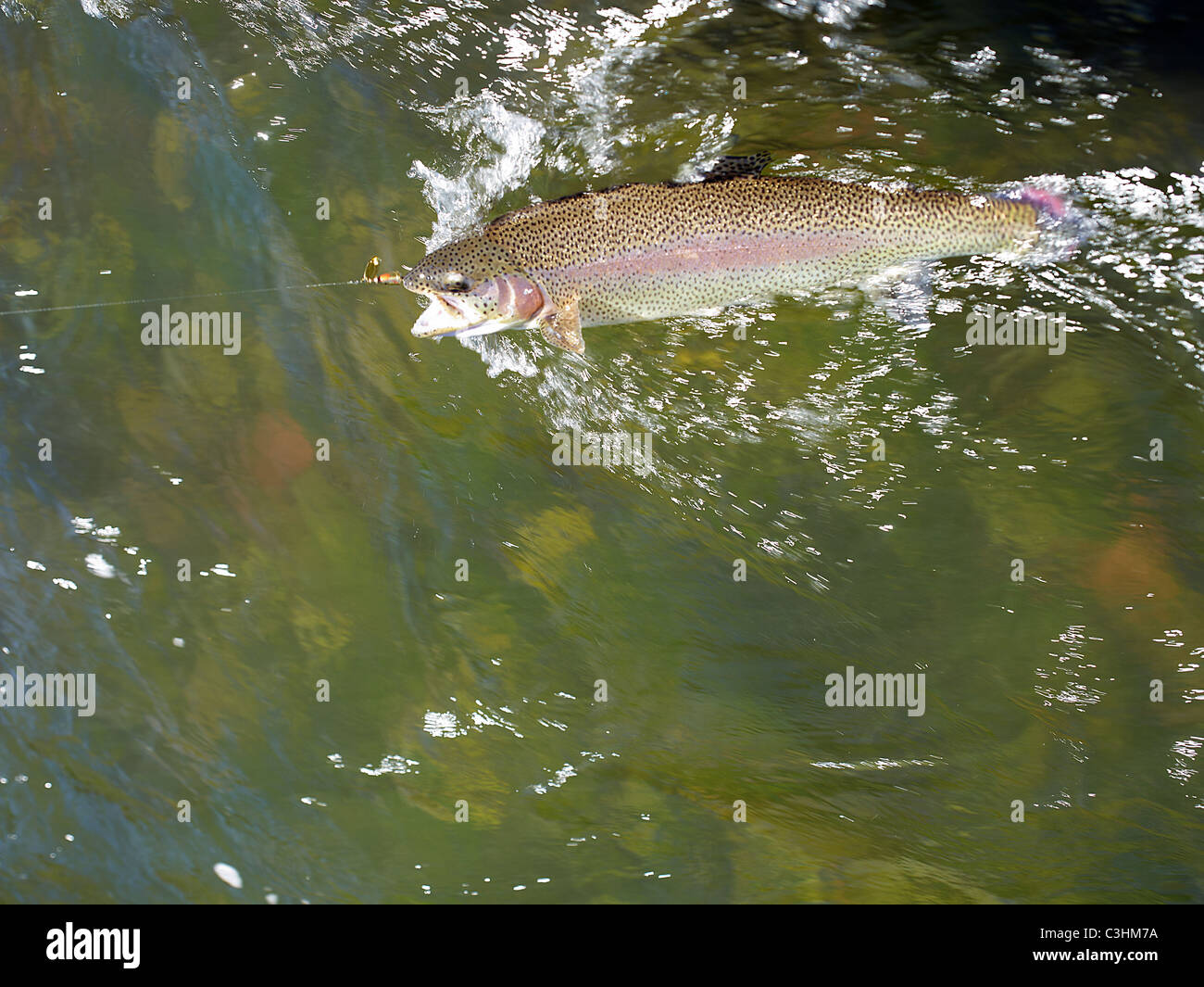 Strout struggling with fishing rod Stock Photo - Alamy