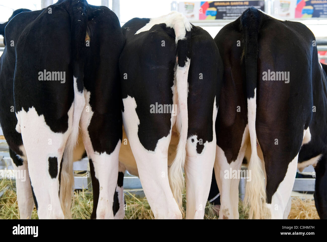 Mexico aguascalientes cattle cows fair hi-res stock photography and ...