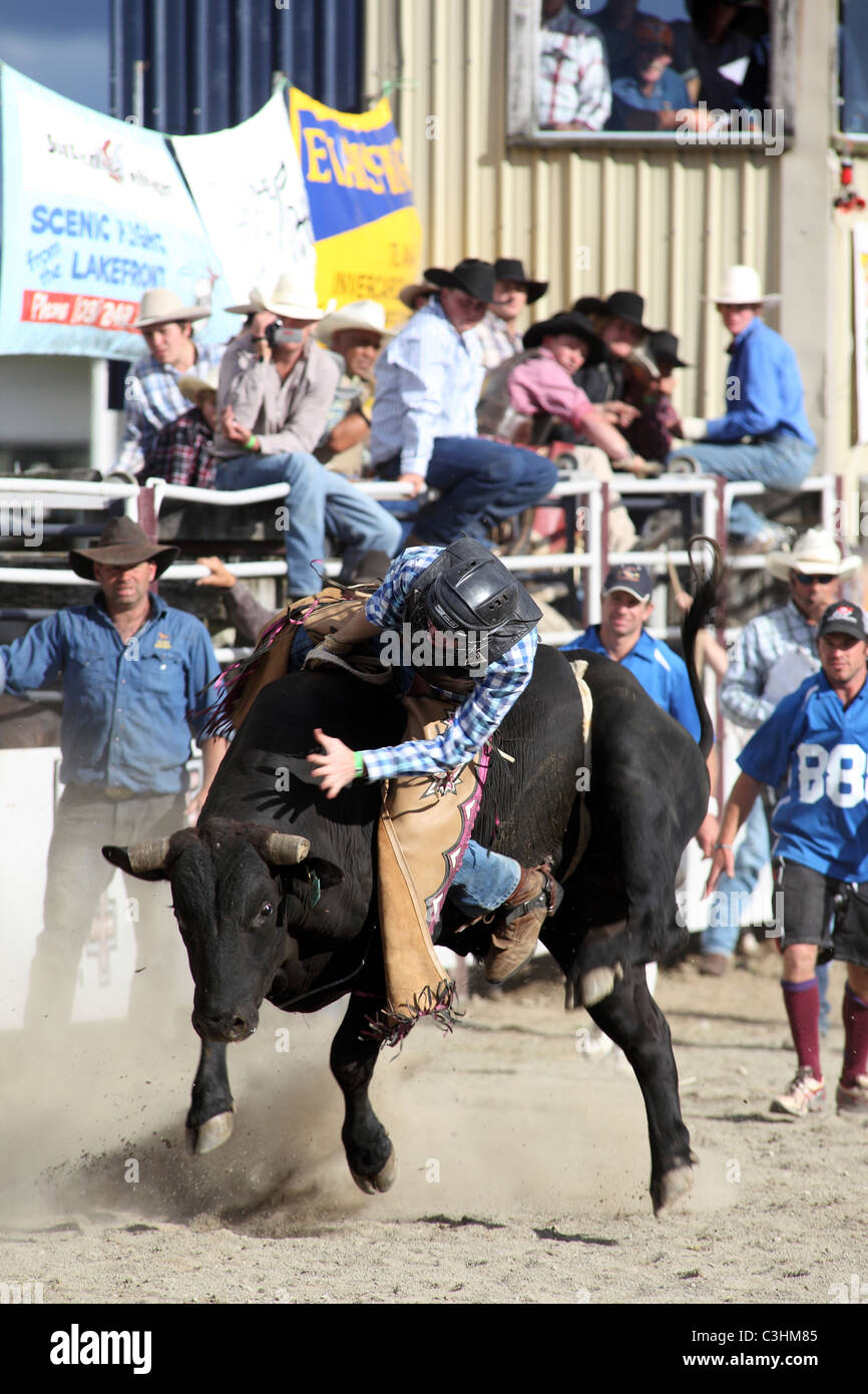 Rodeo bull hi-res stock photography and images - Alamy