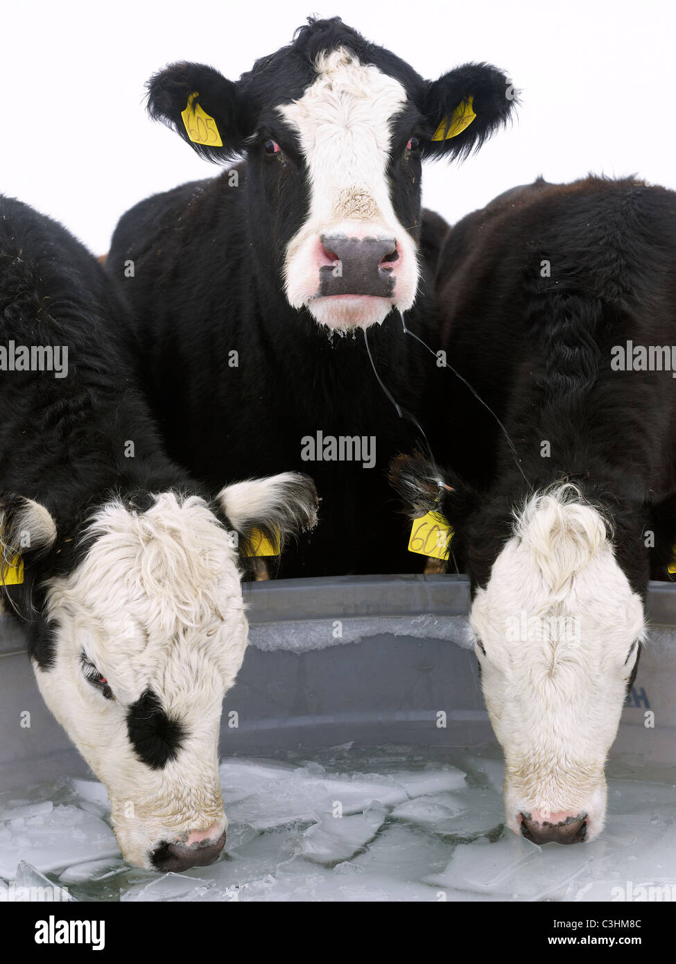Cows drinking from frozen feeding trough in winter Stock Photo - Alamy