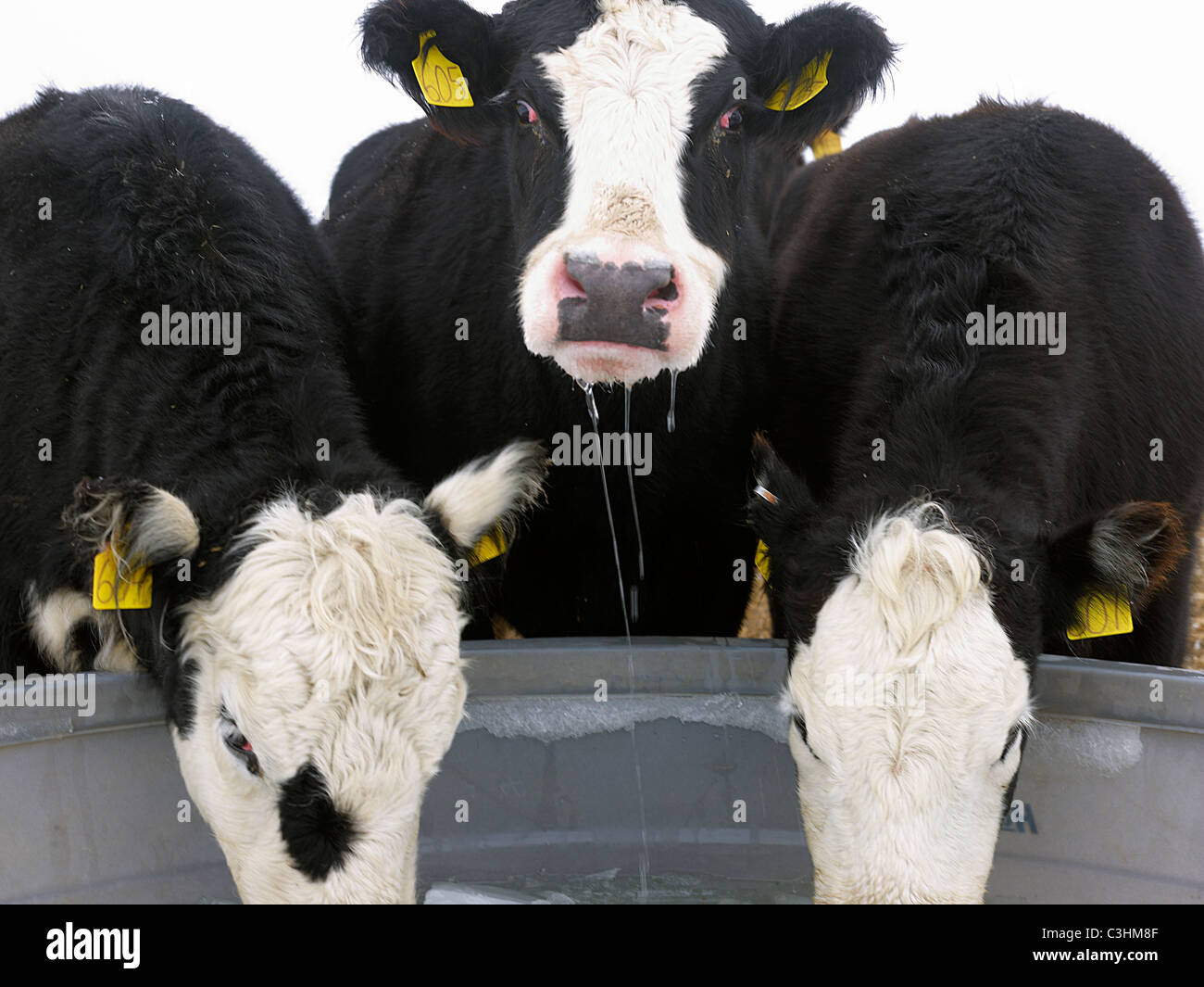 Cows drinking from frozen feeding trough in winter Stock Photo - Alamy