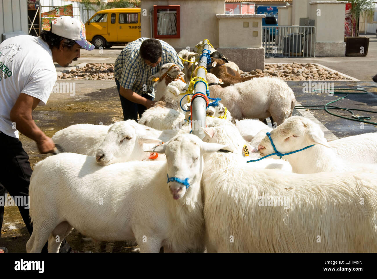 Mexico.Aguascalientes.Cattle sheep fair Stock Photo - Alamy
