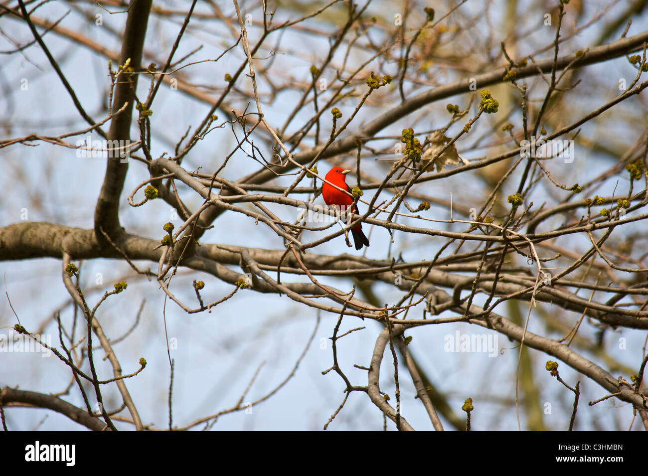 Tanager bird hi-res stock photography and images - Alamy