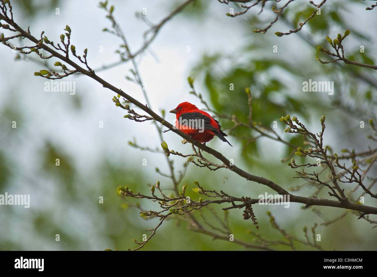 Northward migration hi-res stock photography and images - Alamy