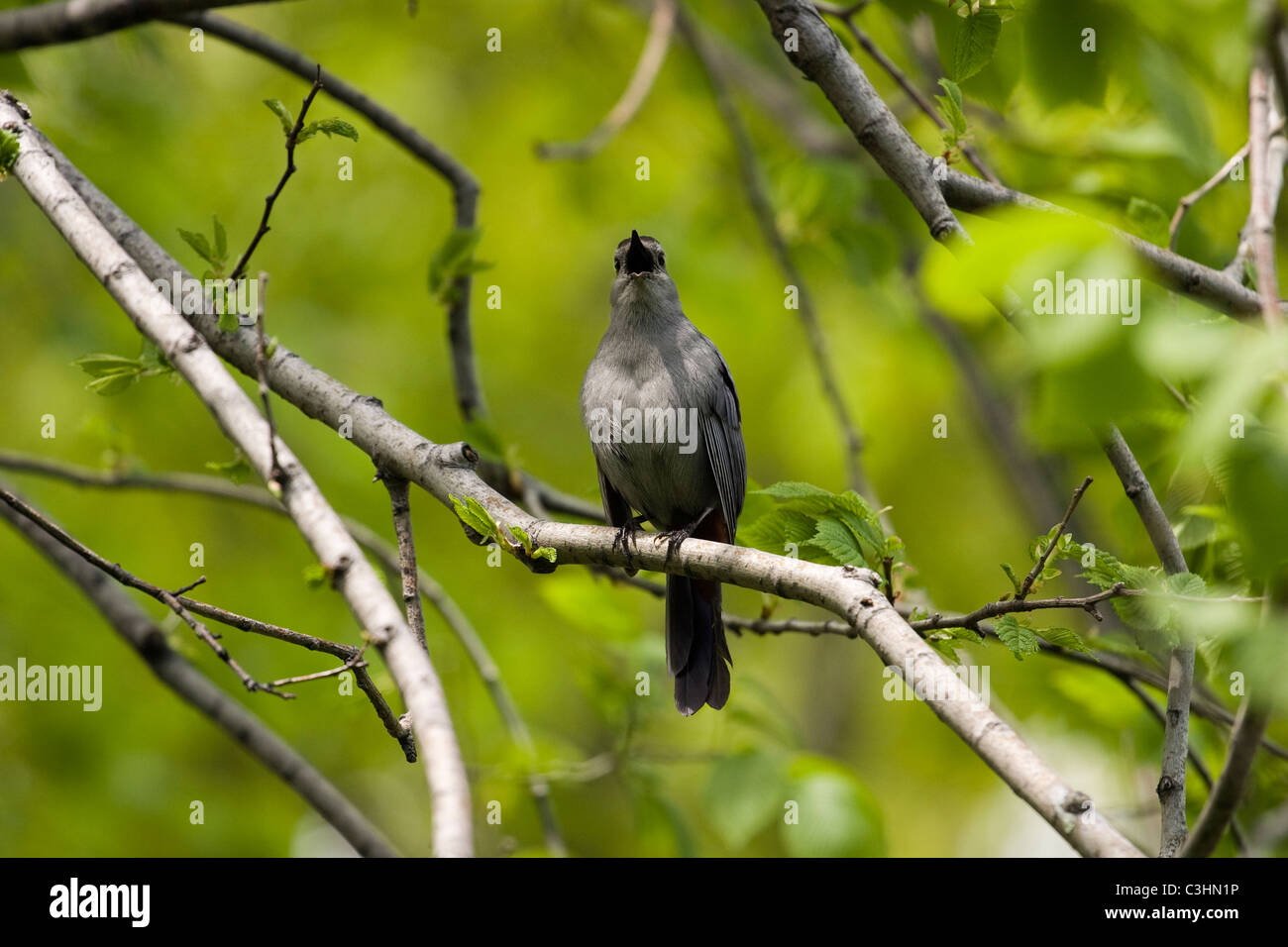 Gray Catbird singing whilst sitting on a tree branch Stock Photo - Alamy