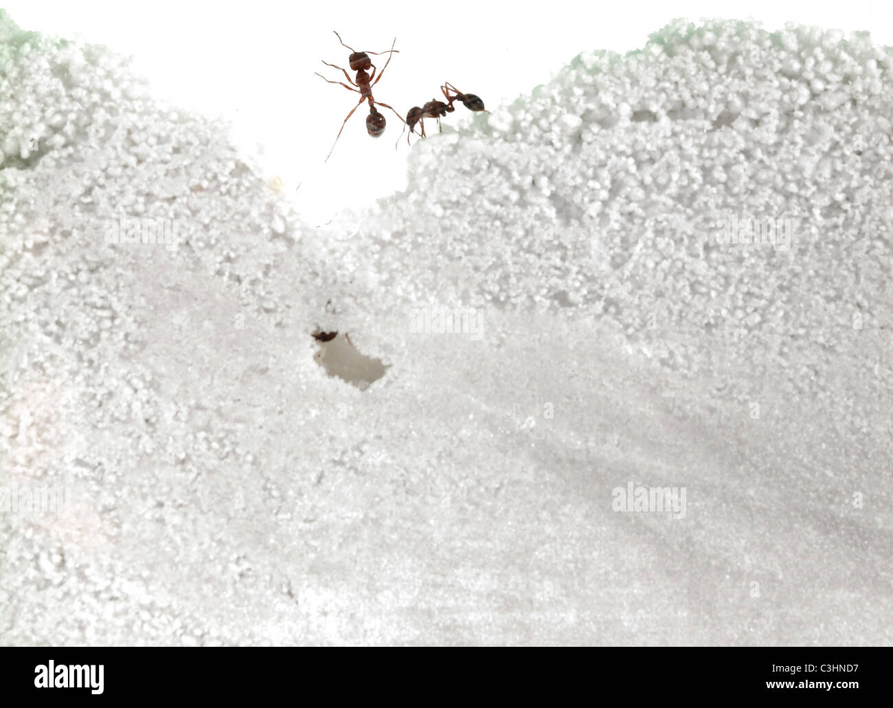 Close up of ants in sand Stock Photo - Alamy