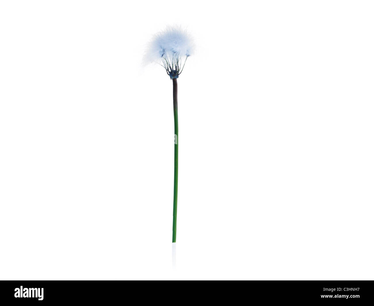 Dandelion stem on white background Stock Photo - Alamy