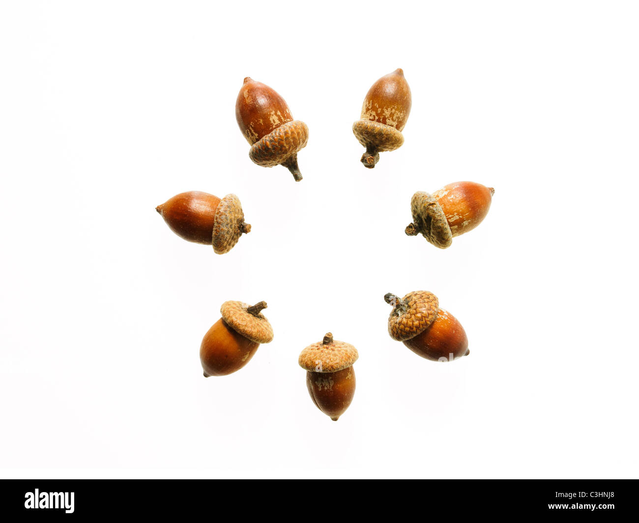 Acorns on white background Stock Photo - Alamy