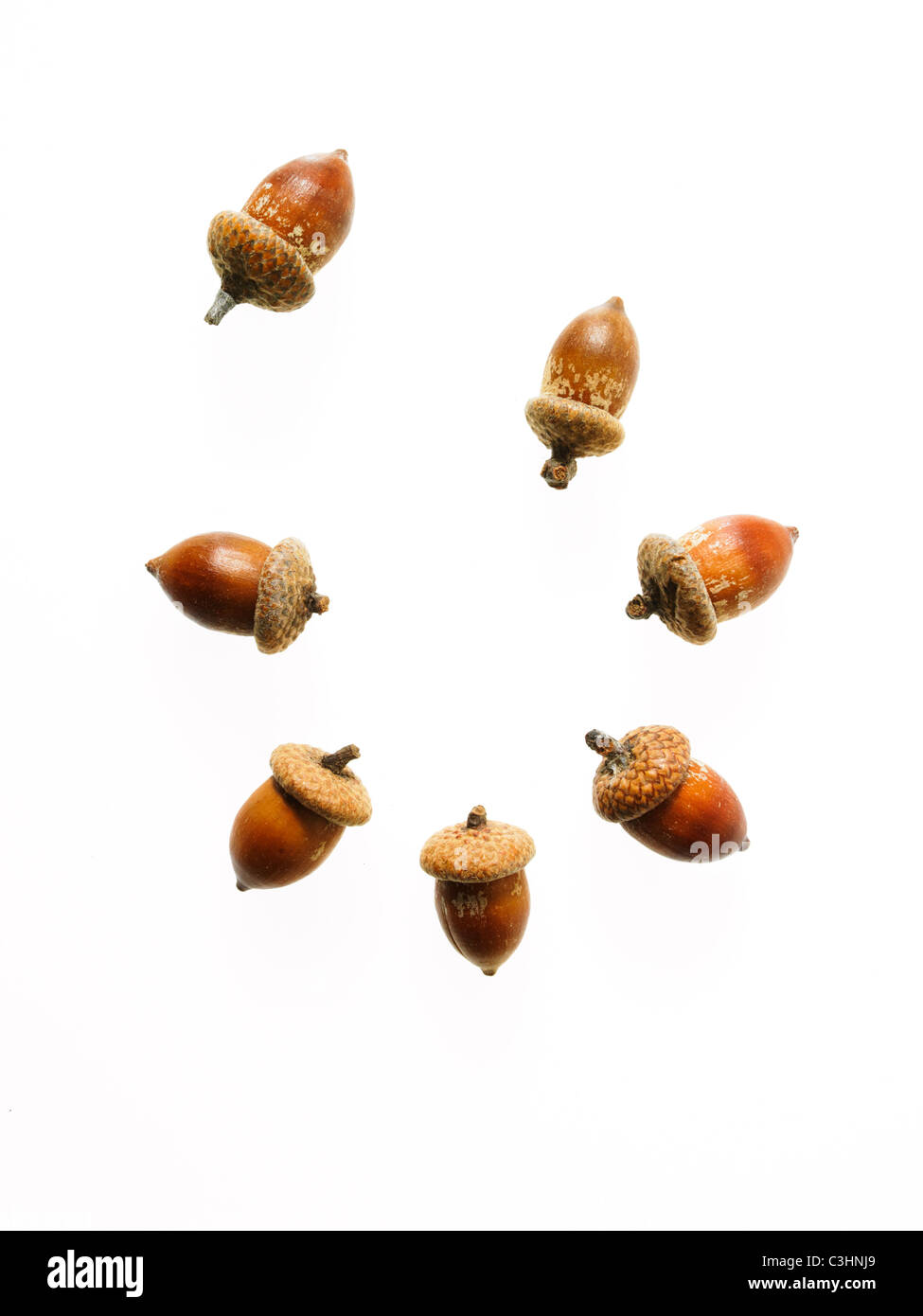 Acorns on white background Stock Photo - Alamy