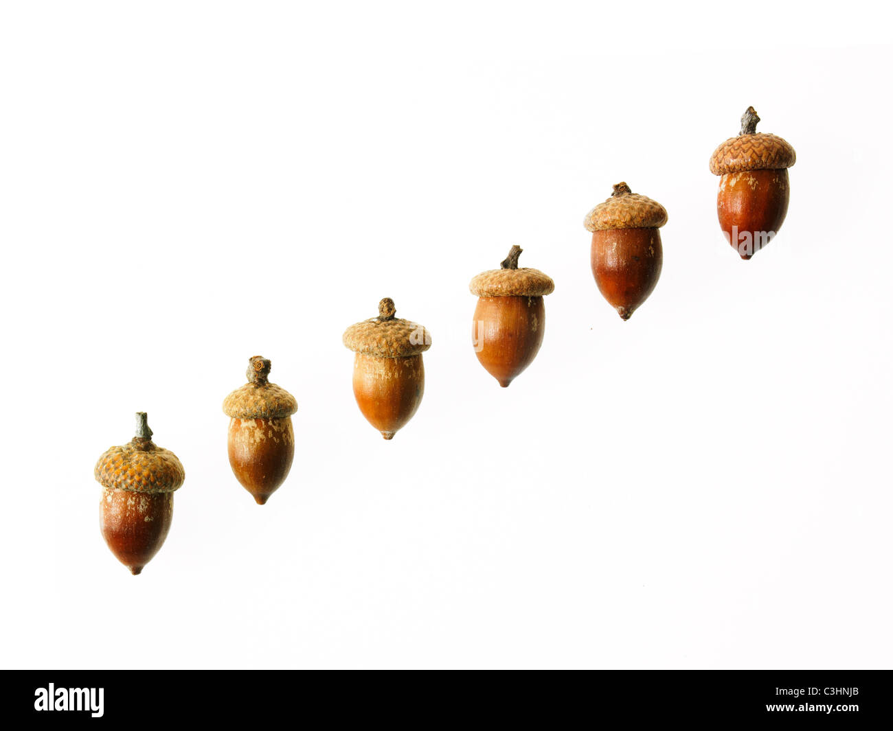 Row of Acorns on white background Stock Photo - Alamy