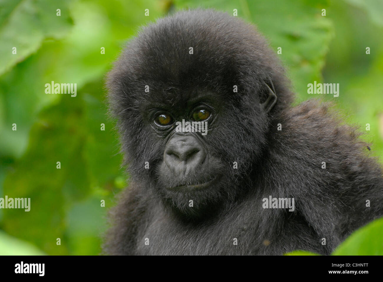 Silverback Gorilla Baby