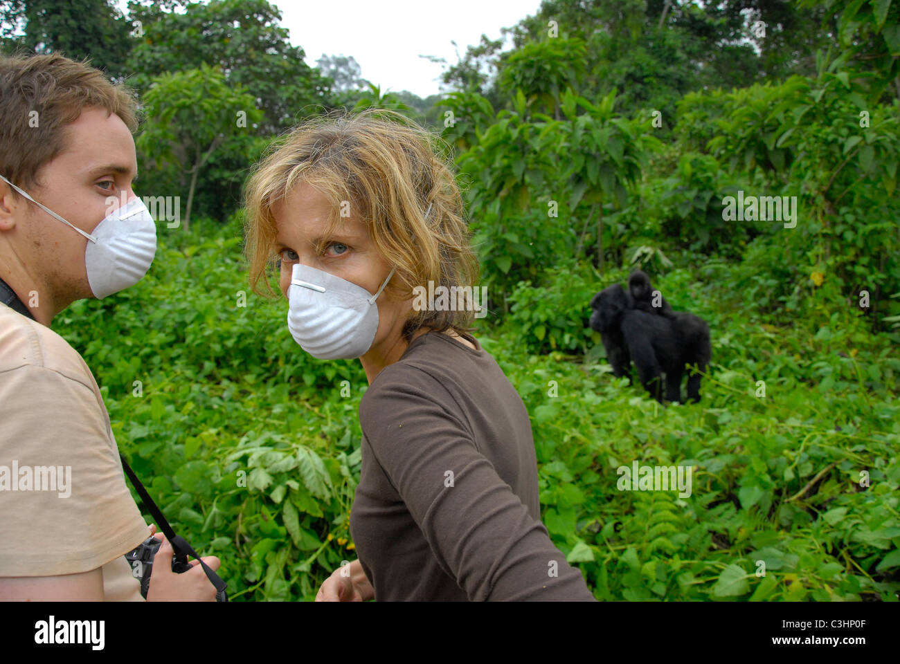 Gorilla trekking at Buhimo in the Virunga National park, Democratic ...