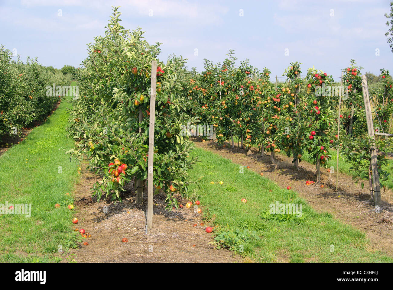 Apfel am Baum - apple on tree 75 Stock Photo - Alamy