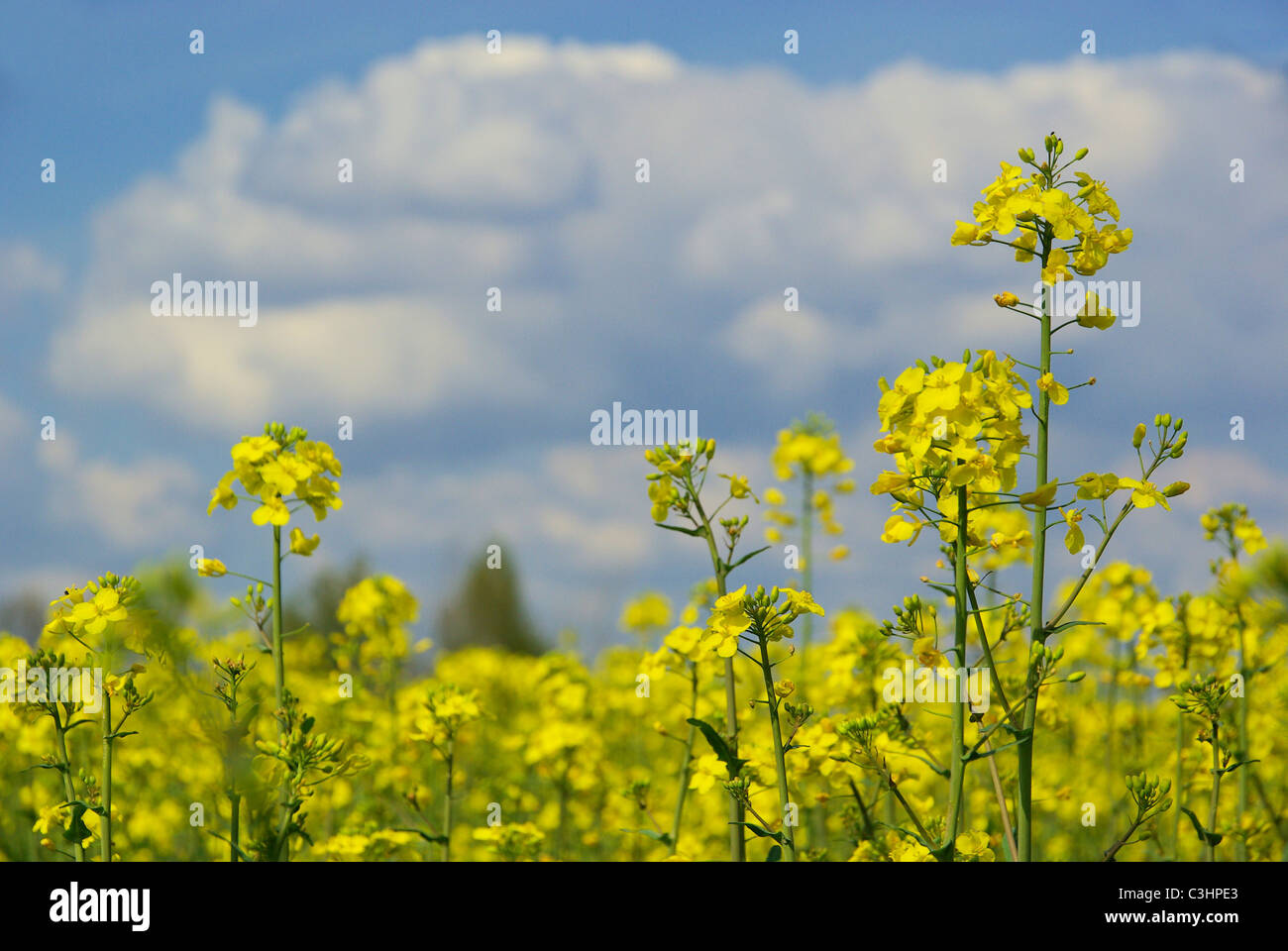 Raps - Rapeseed 31 Stock Photo - Alamy
