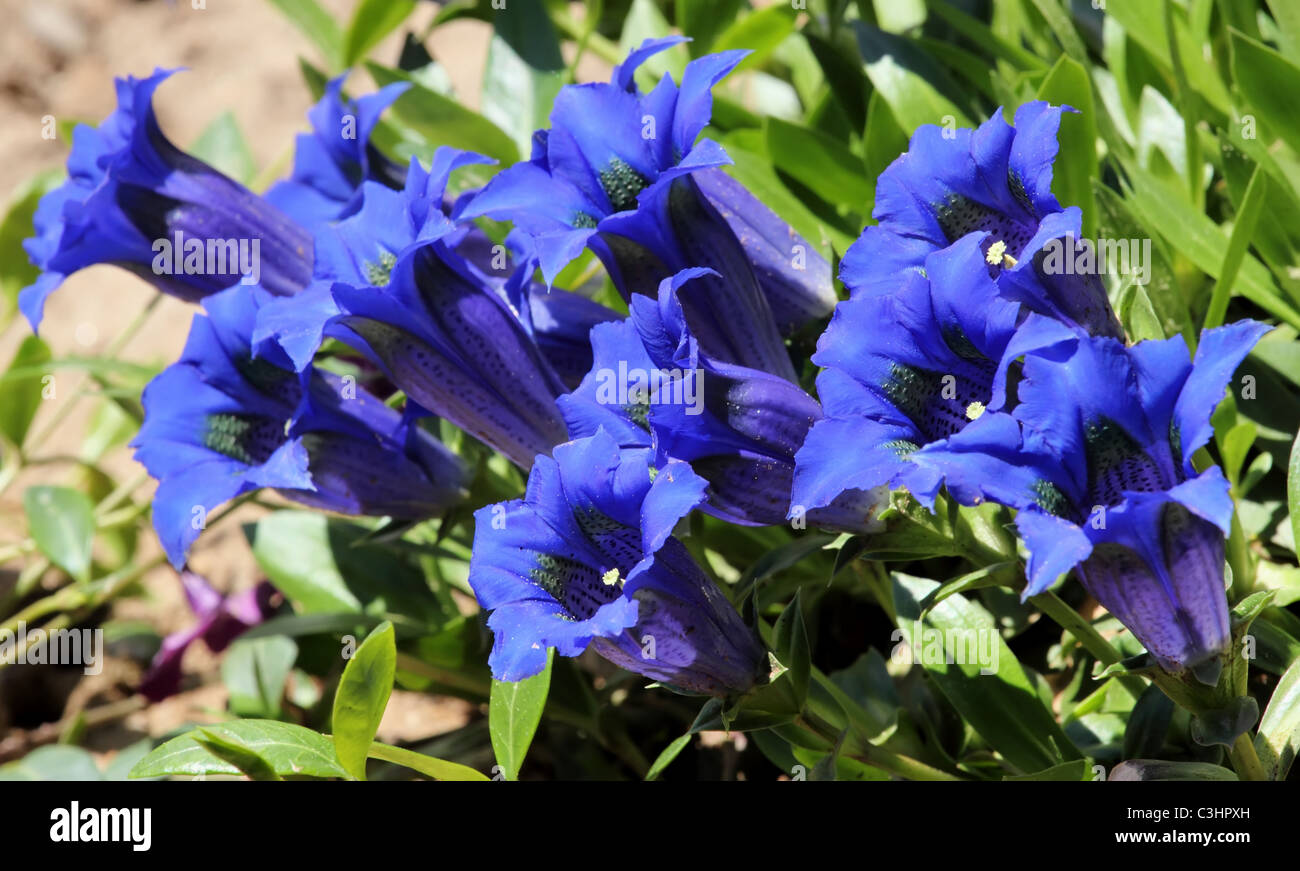 Trumpet gentian, blue spring flower in garden Stock Photo - Alamy