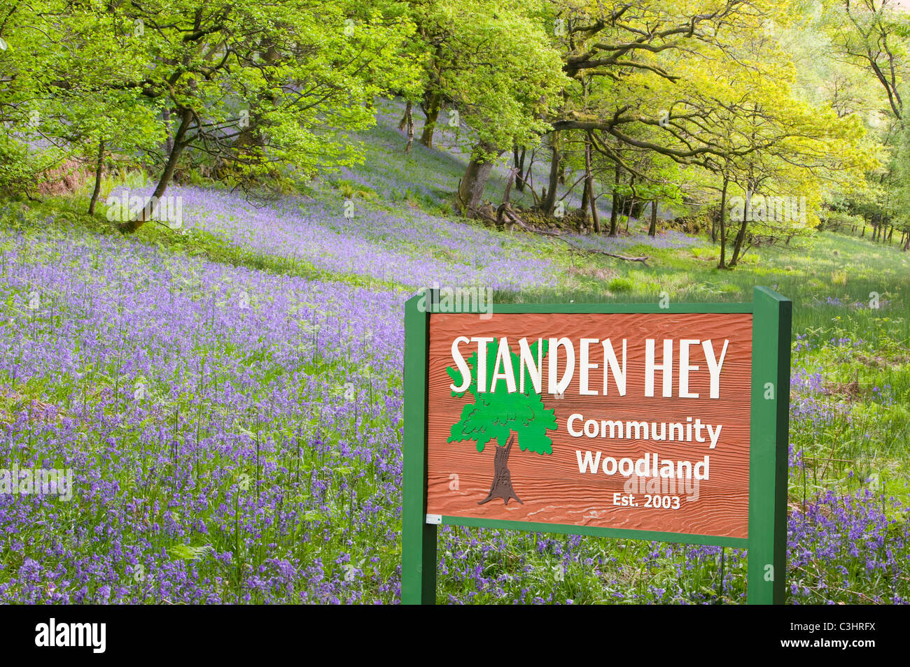 A bluebell wood near Ambleside Lake District UK Stock Photo - Alamy