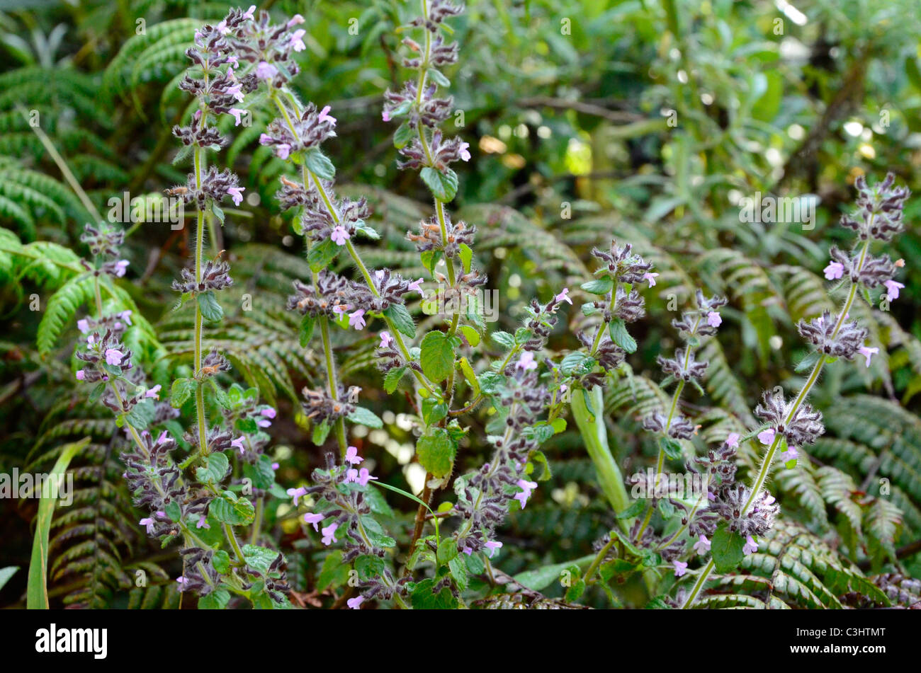 Alpine flowers on Mount Nyiragongo in Virunga National Park, eastern ...