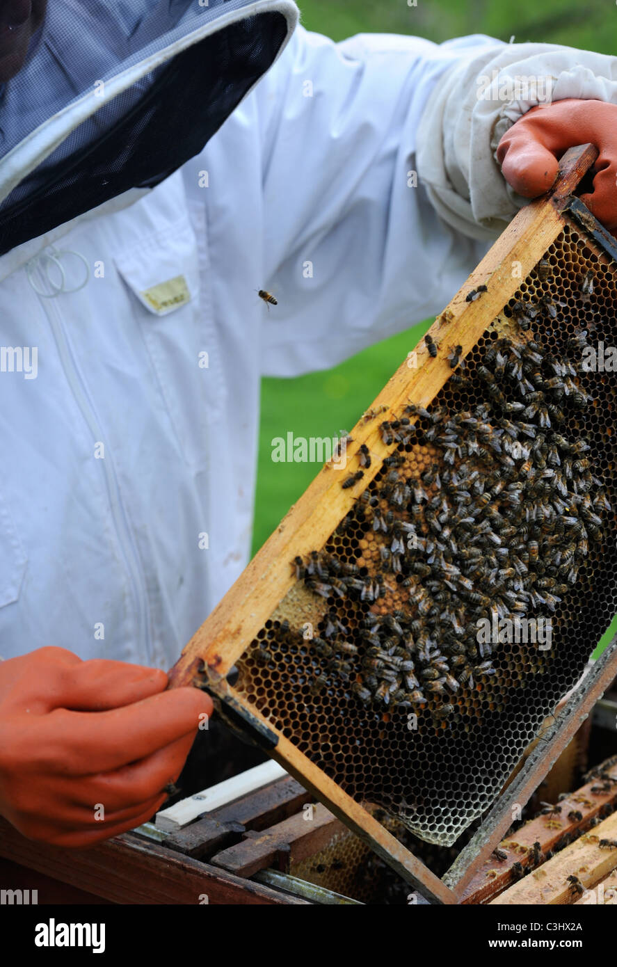 A beekeeper attends to his hive in the Somerset village of Blagdon UK ...