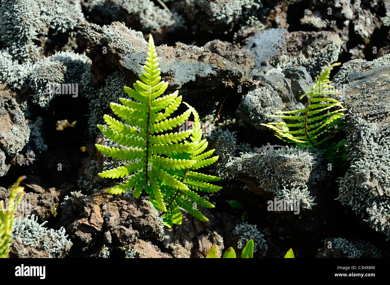 New fern in lava flow, Virunga National Park, eastern Democratic ...