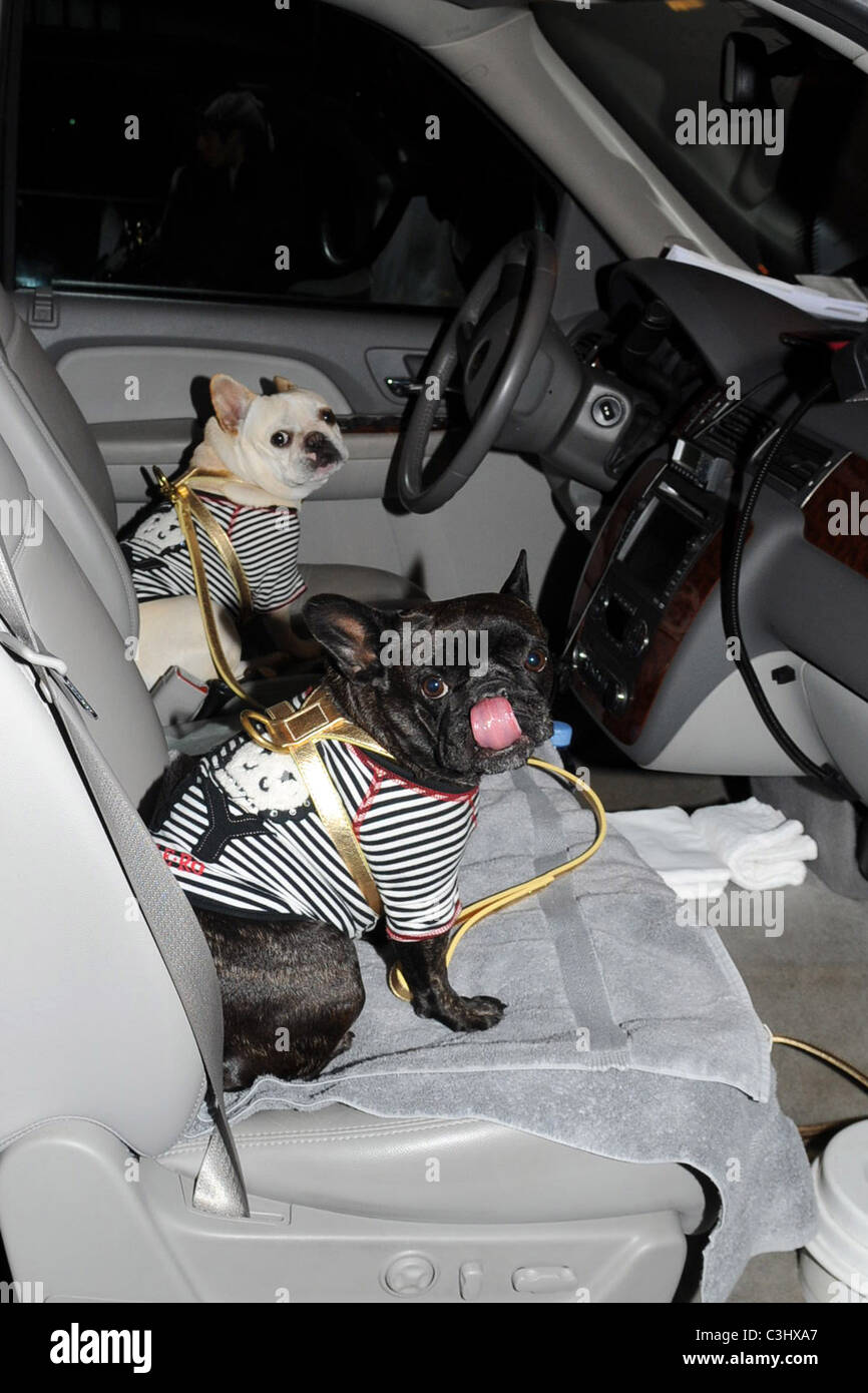 Martha Stewart's french bulldogs Sharkey and Francesca 2009 North Shore ...