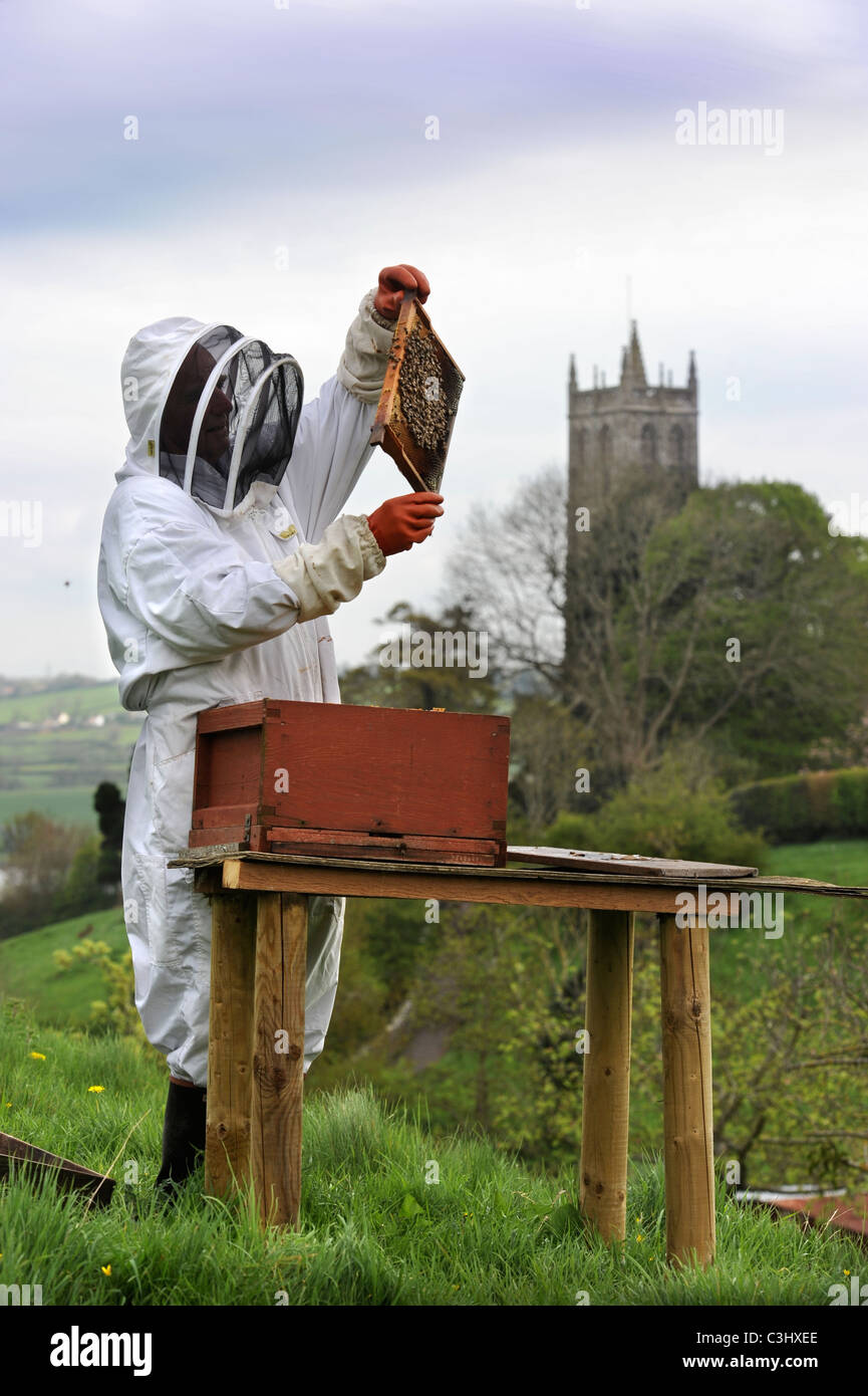 A beekeeper attends to his hive in the Somerset village of Blagdon UK ...