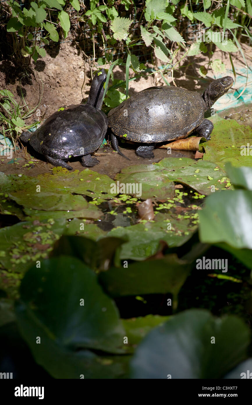 Turtle tortoise terrapin shell hi-res stock photography and images - Alamy