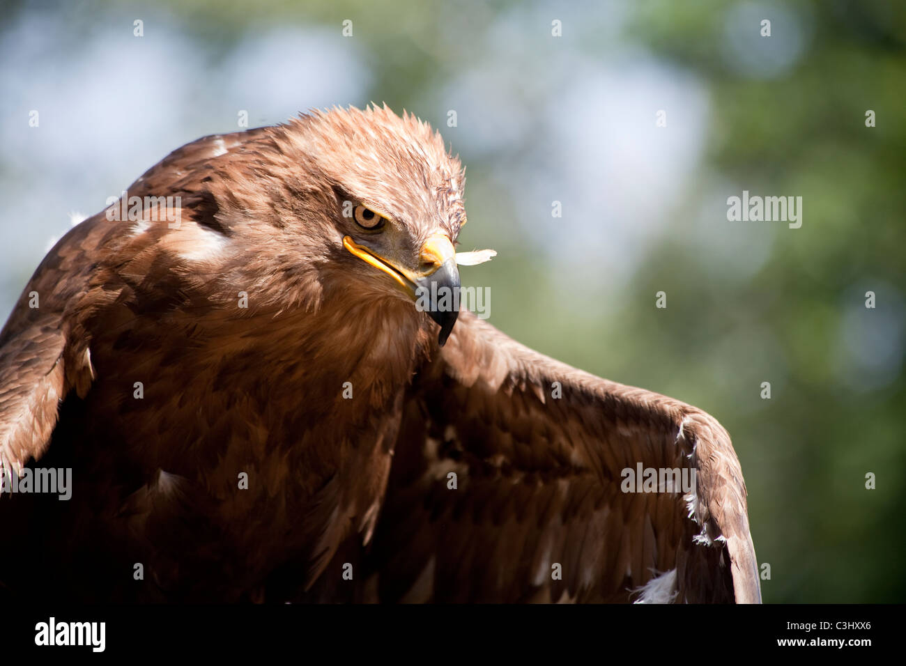 Bird talons hi-res stock photography and images - Alamy