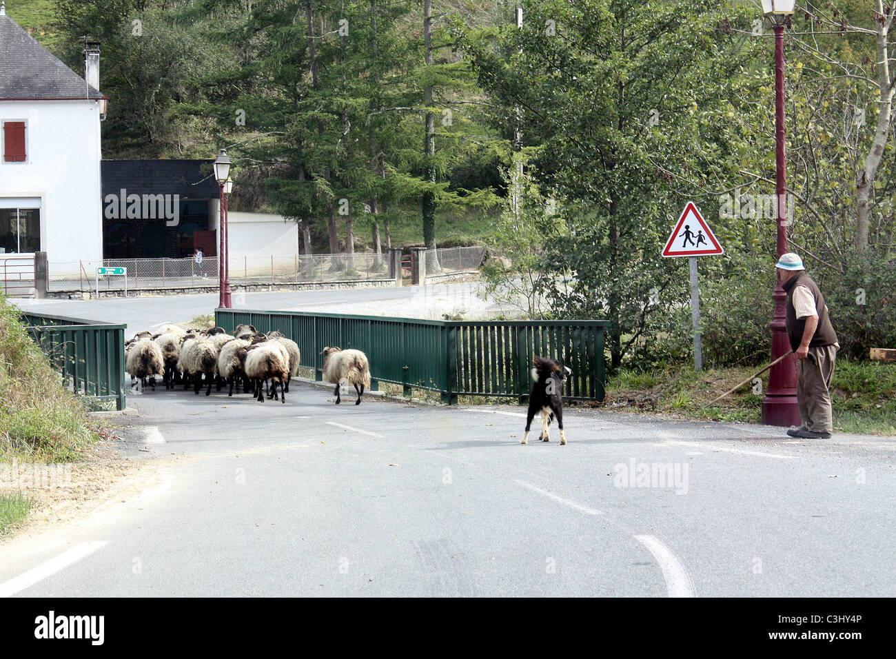 Shepherd bring the sheep onto the meadow Stock Photo - Alamy