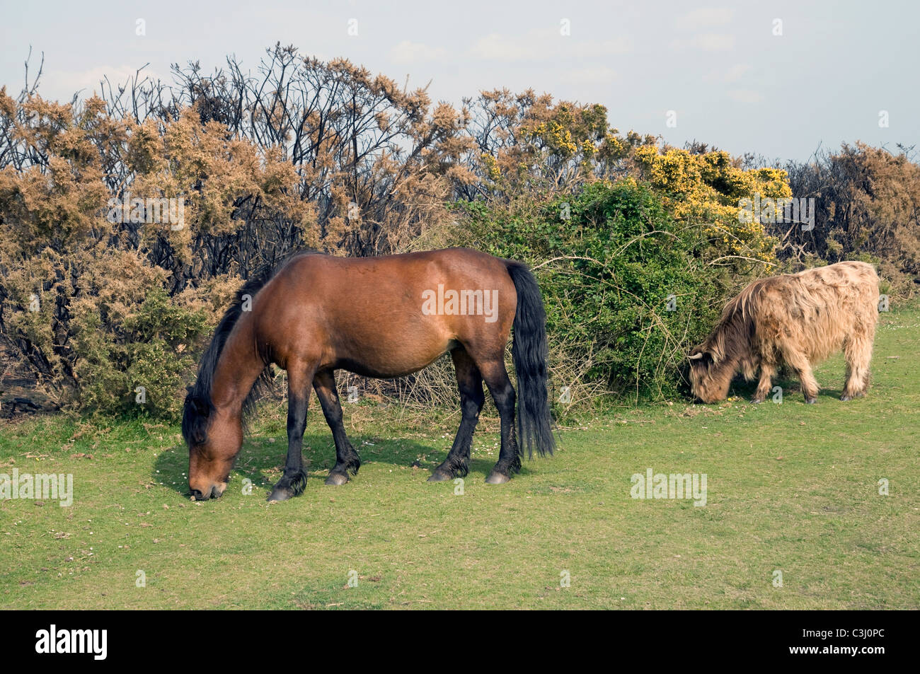 Miniature Highland Cow with New Forest Pony Stock Photo - Alamy