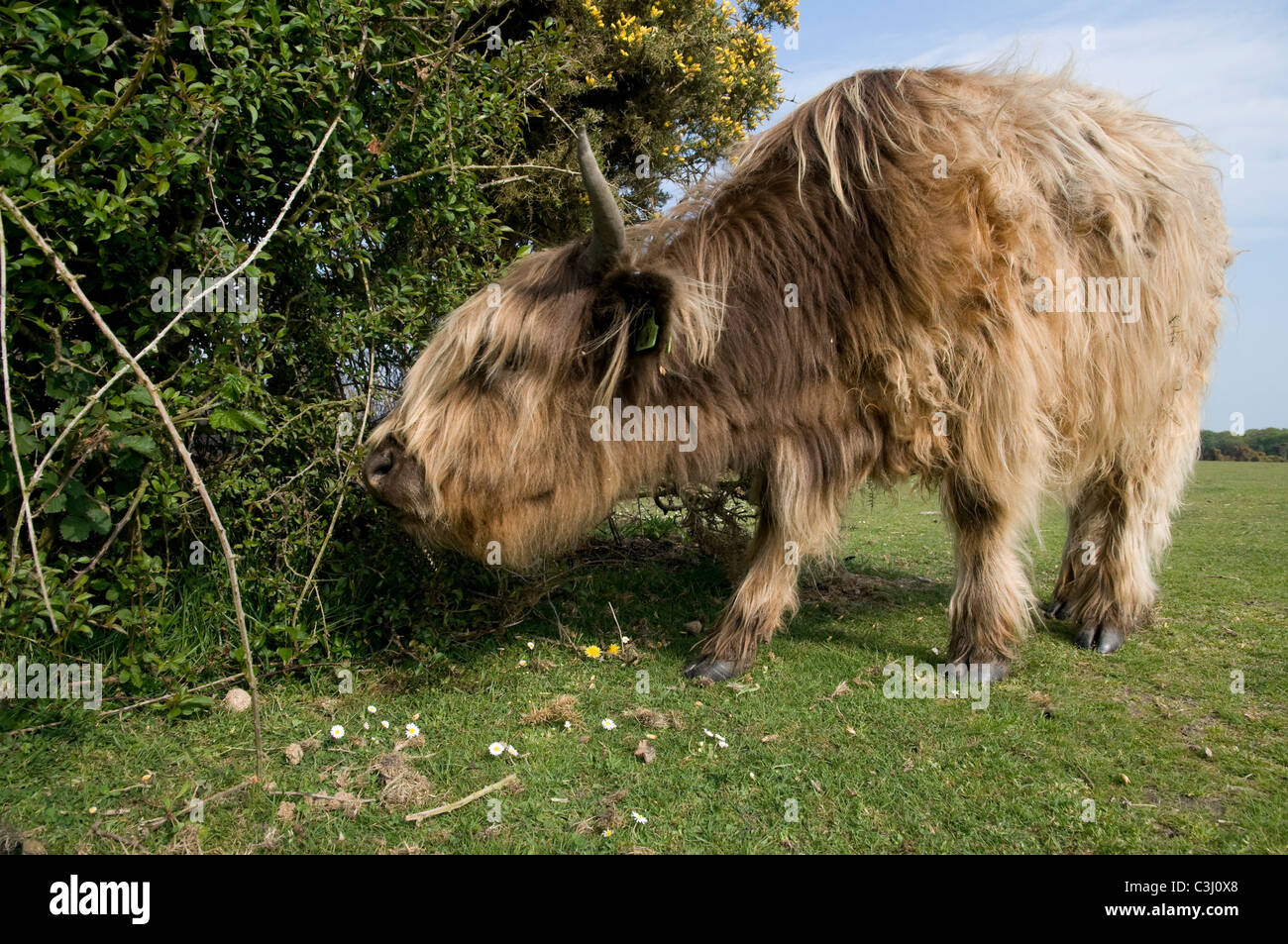 Miniature cow hi-res stock photography and images - Alamy