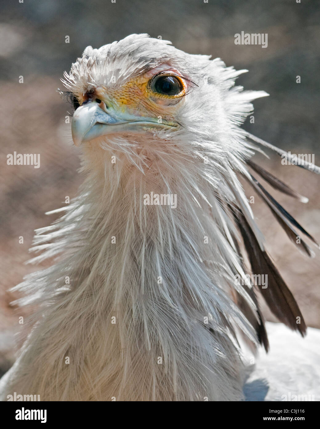 Secretary Bird (sagittarius serpentarius Stock Photo - Alamy