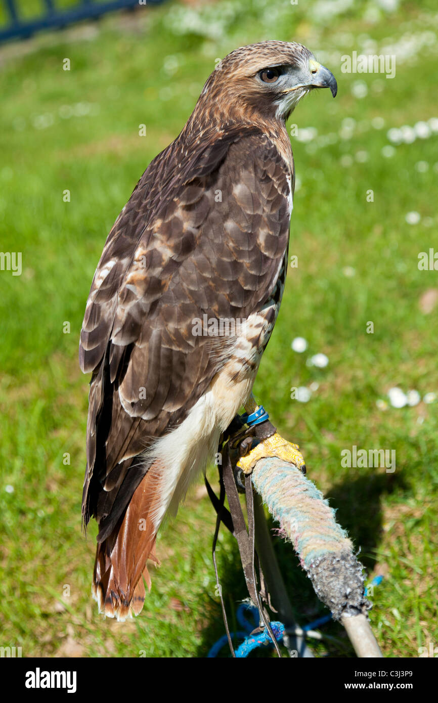 Red Tailed Hawk, Buteo jamaicensis Stock Photo - Alamy